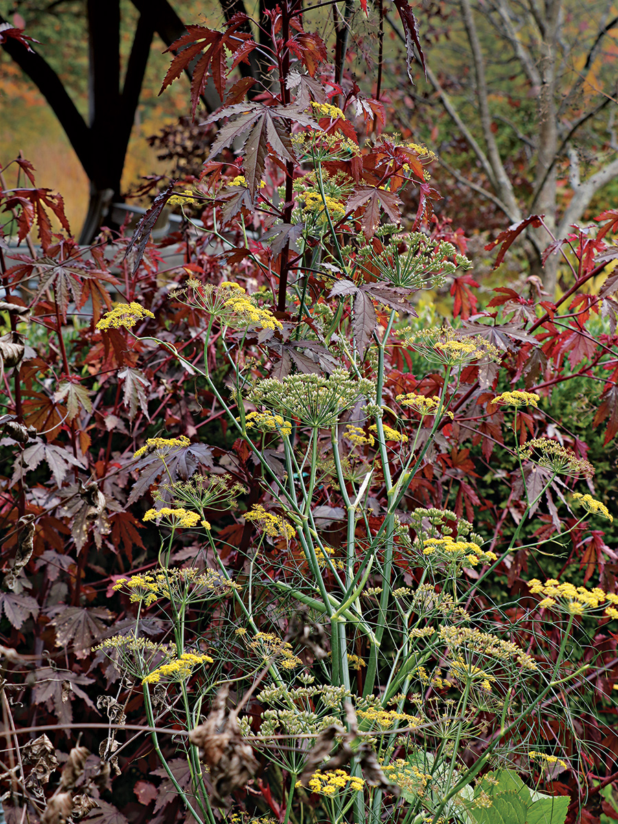 8 Fantastic Fall Plant Combinations for Lovely Late-Season Gardens ...