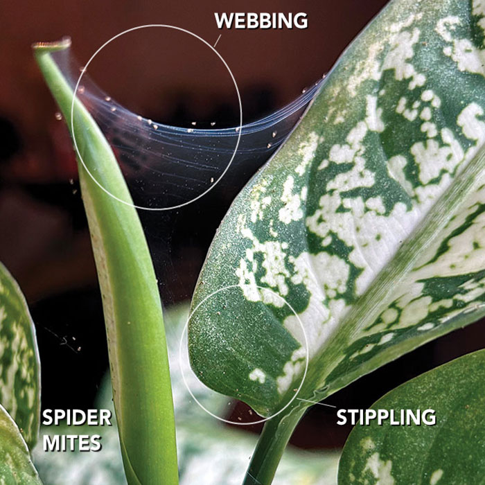 How to Handle Common Houseplant Pests - Fine Gardening