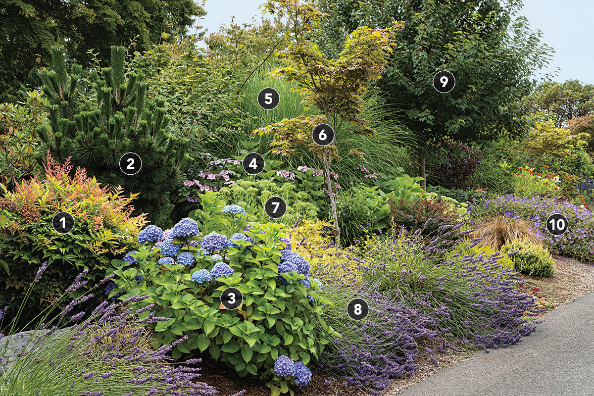 An Alluring Design for a Lawnless Front-Yard Garden: Plant IDs - Fine ...