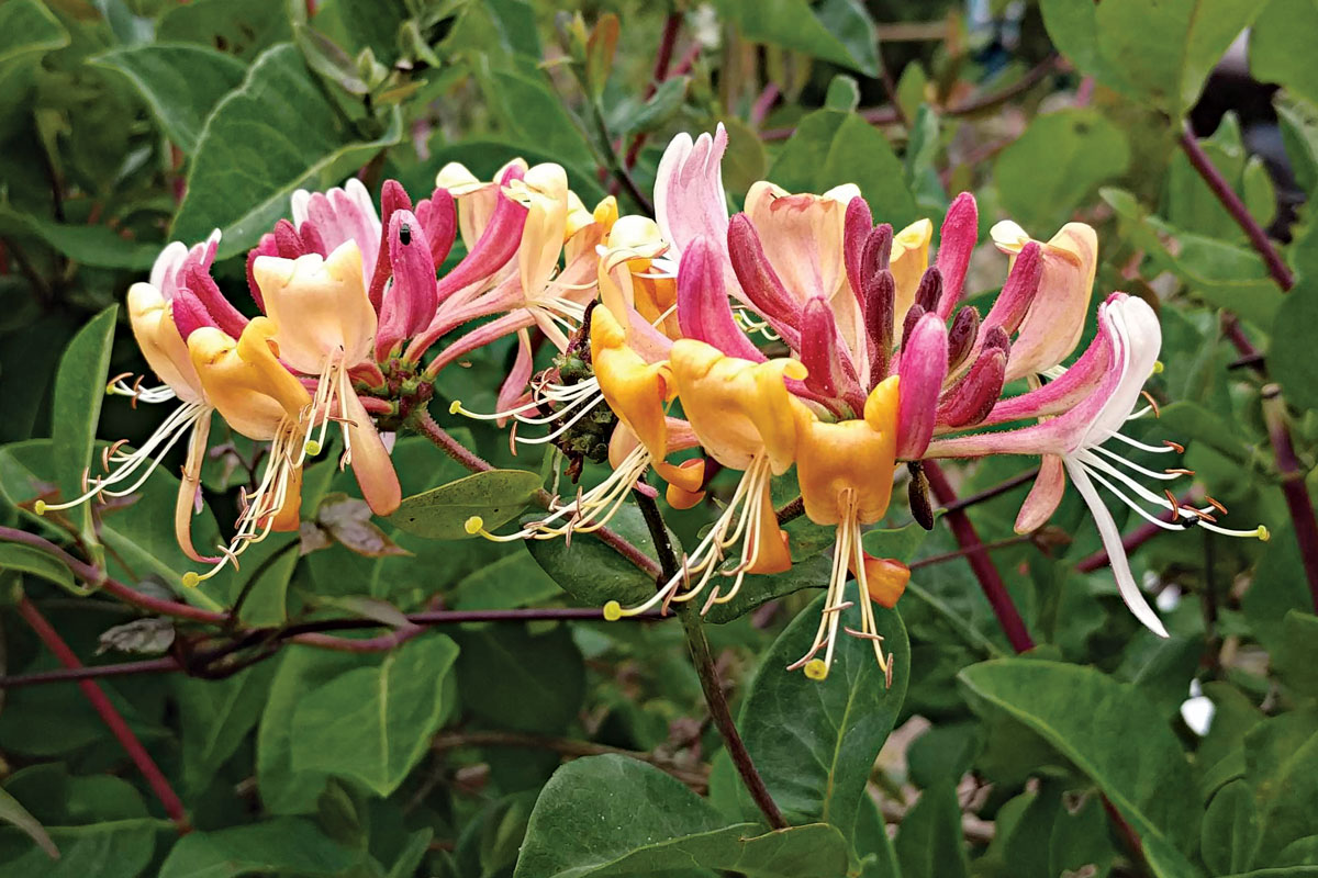 7 Gorgeous Climbing Vines That Won't Take Over - Fine Gardening