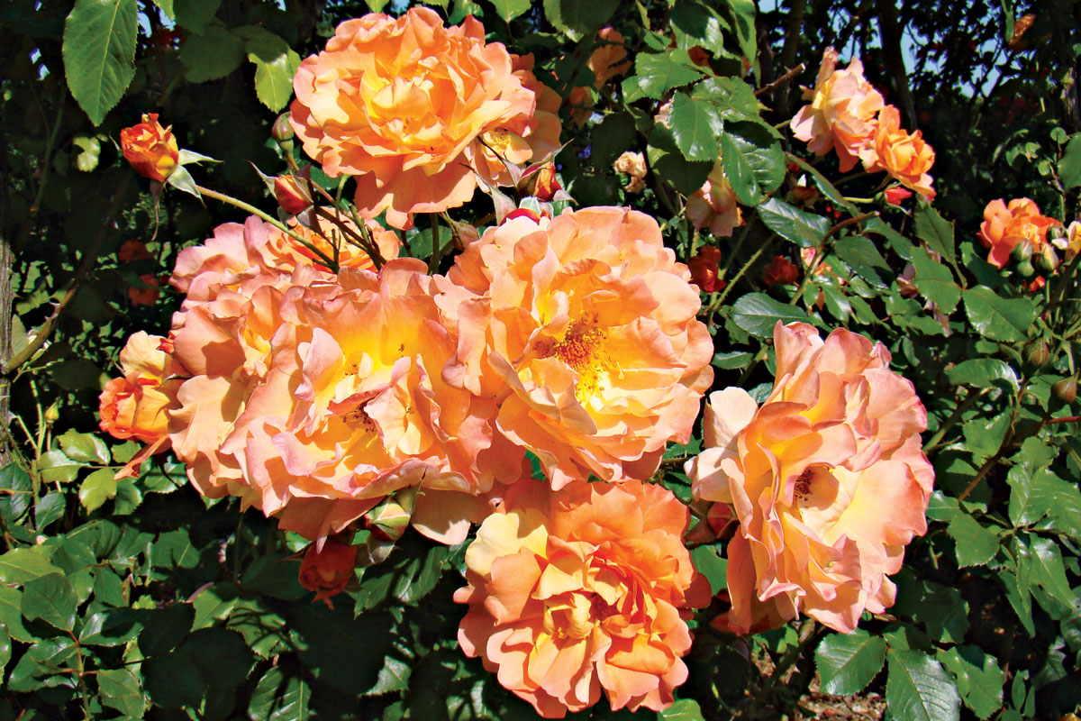 7 Gorgeous Climbing Vines That Won't Take Over - Fine Gardening