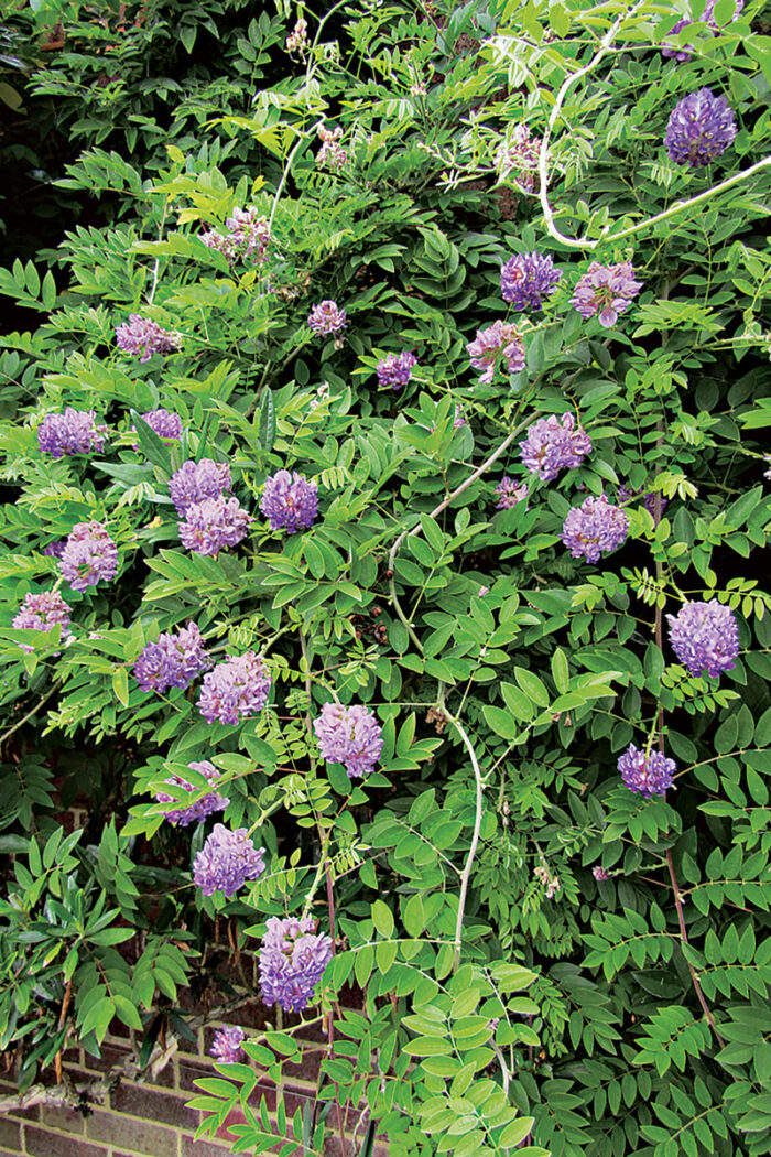 7 Gorgeous Climbing Vines That Won't Take Over - Fine Gardening