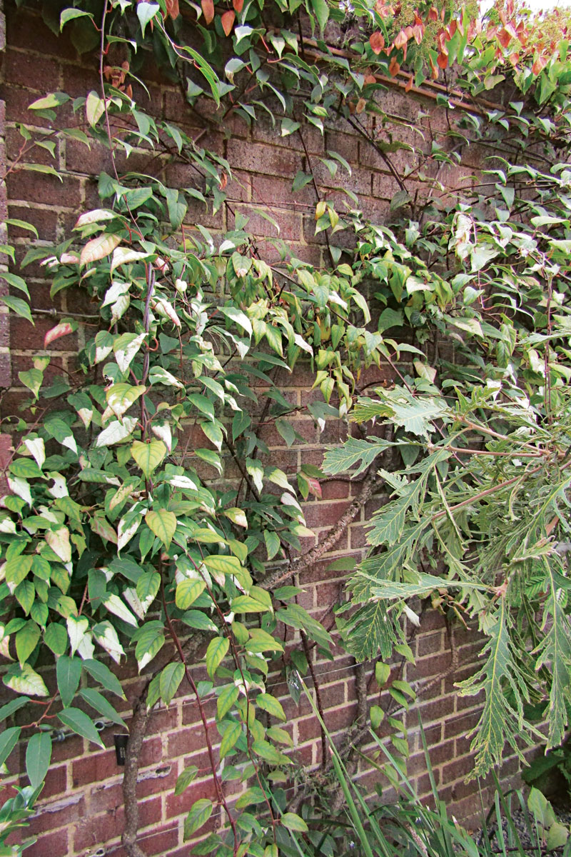 7 Gorgeous Climbing Vines That Won't Take Over - Fine Gardening
