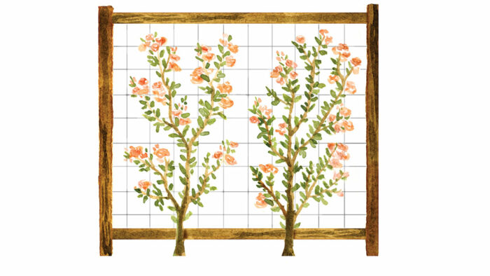 How to Choose a Structure for Vining Plants - Fine Gardening