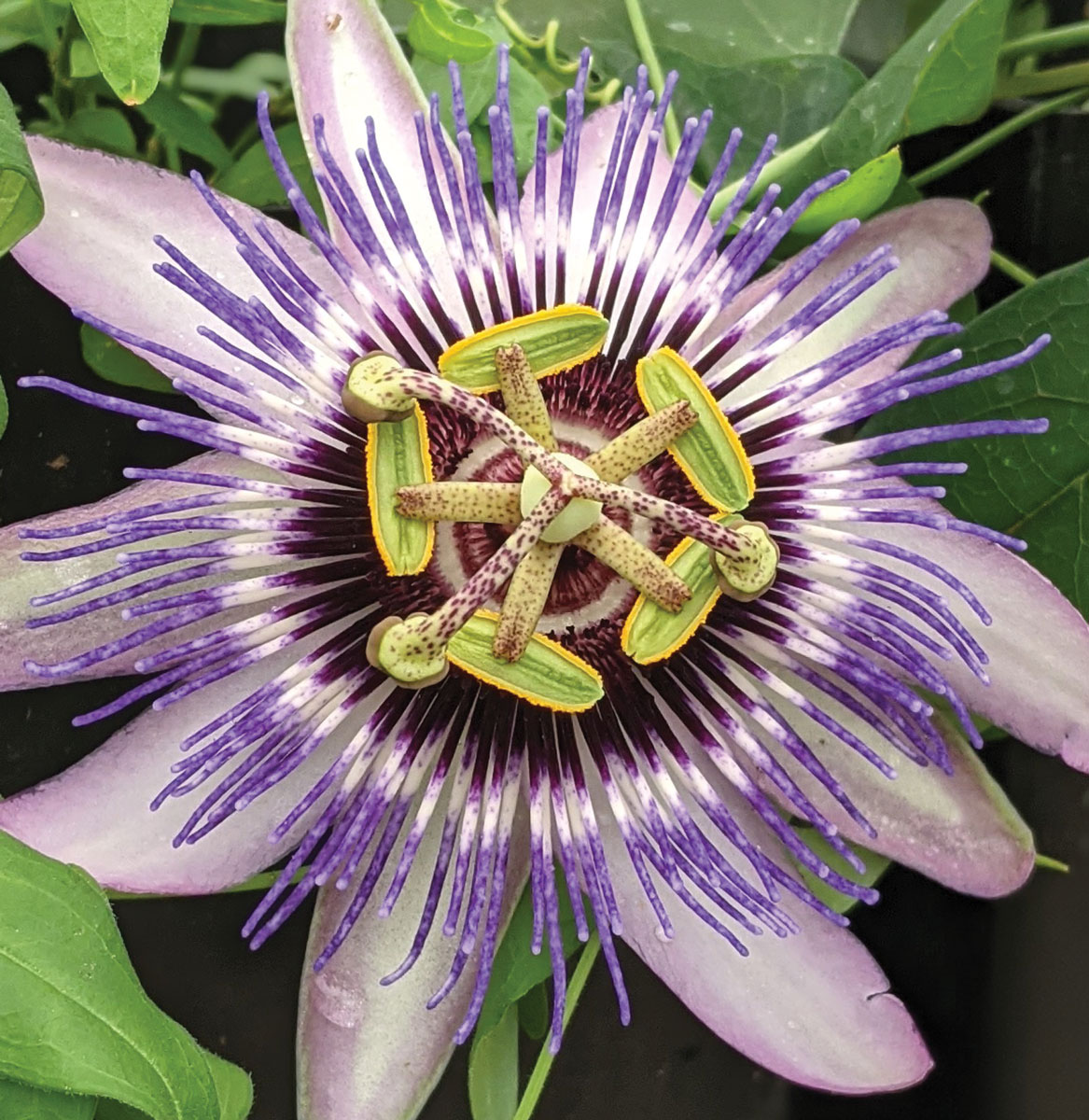 7 Gorgeous Climbing Vines That Won't Take Over - Fine Gardening
