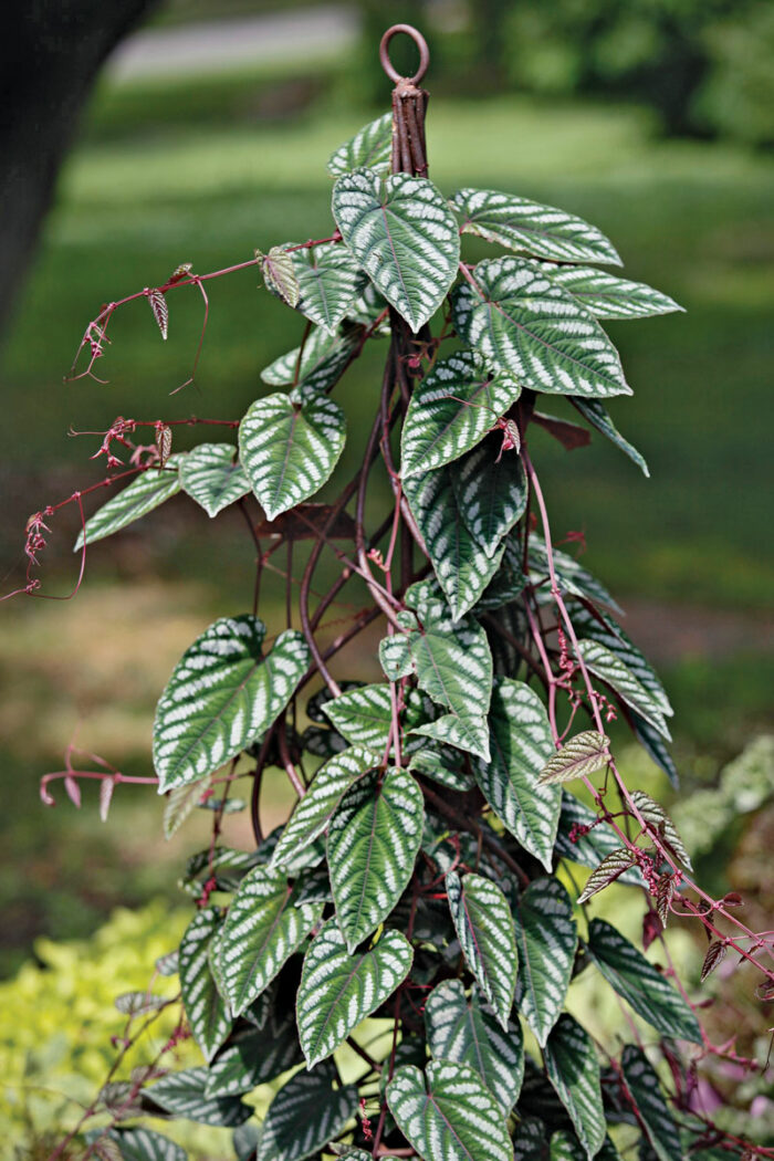 7 Gorgeous Climbing Vines That Won't Take Over - Fine Gardening