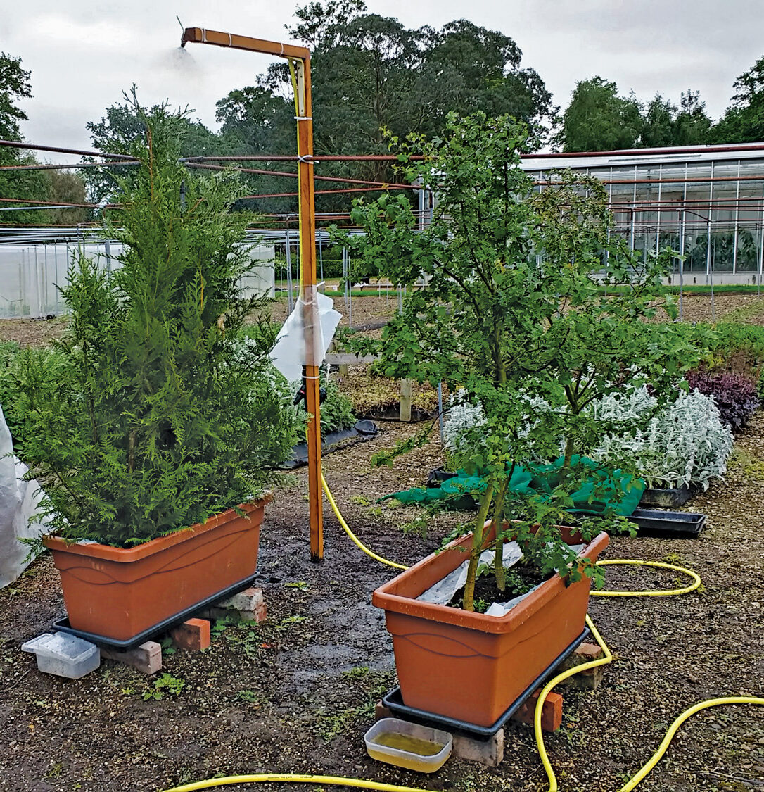 Green Heroes: Plants Making a Positive Environmental Impact - Fine ...