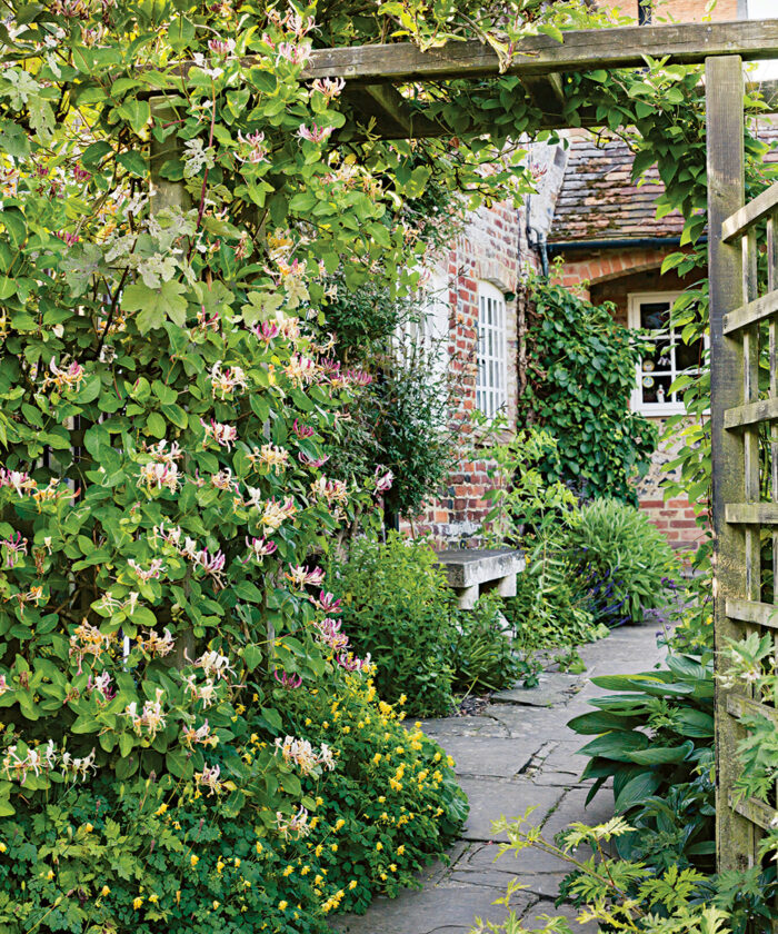 7 Gorgeous Climbing Vines That Won't Take Over - Fine Gardening