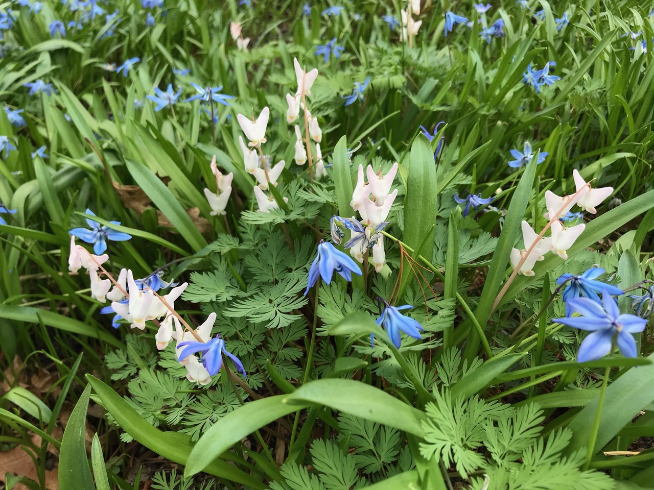 Bulbs (and Bulblike Plants) in Susan’s Garden - Fine Gardening