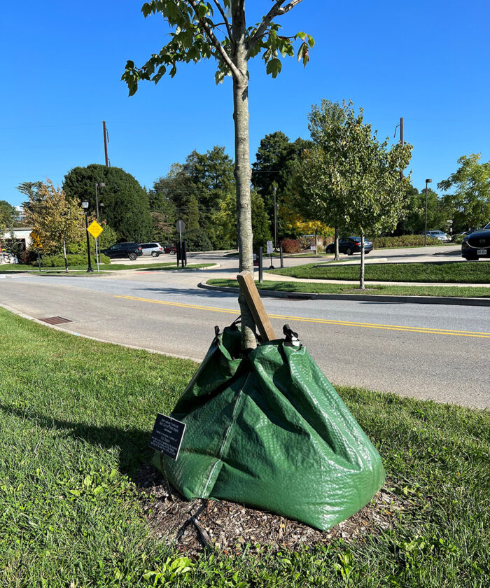 Use a Watering Bag to Establish New Trees - Fine Gardening