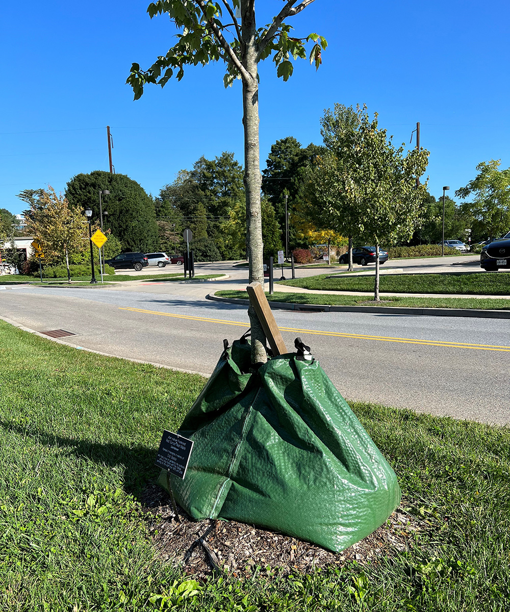 Use a Watering Bag to Establish New Trees - Fine Gardening