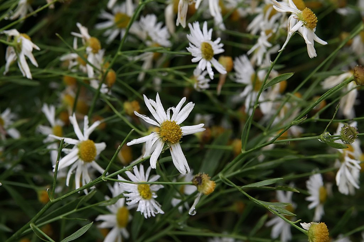 Southern Doll’s Daisy Is a Little-Known Native Gem - Fine Gardening