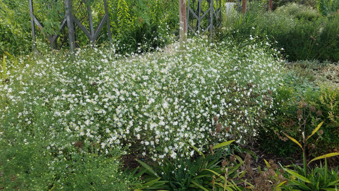 Southern Doll’s Daisy Is a Little-Known Native Gem - Fine Gardening