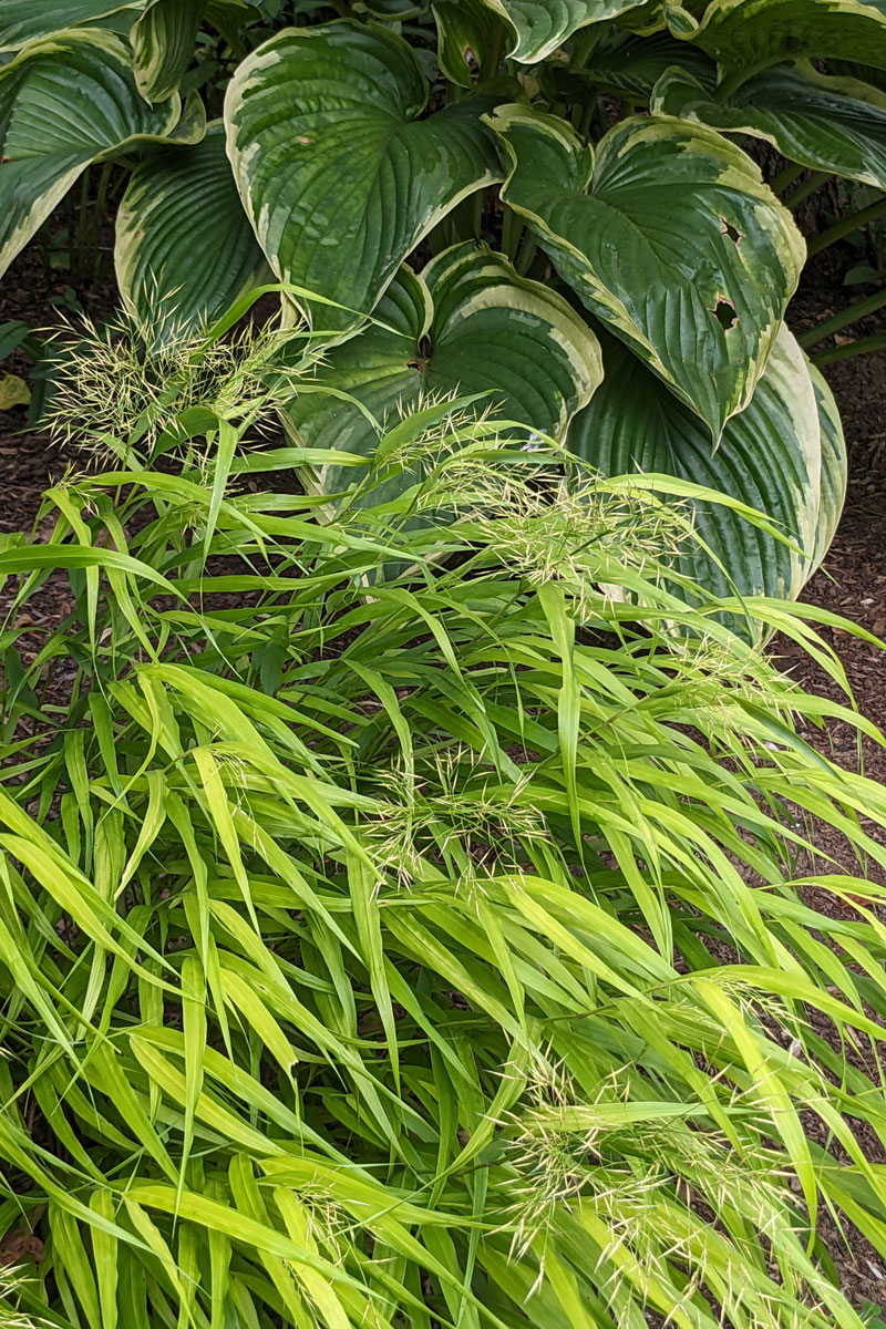 Episode 145: Great Plants for Grouping - Fine Gardening