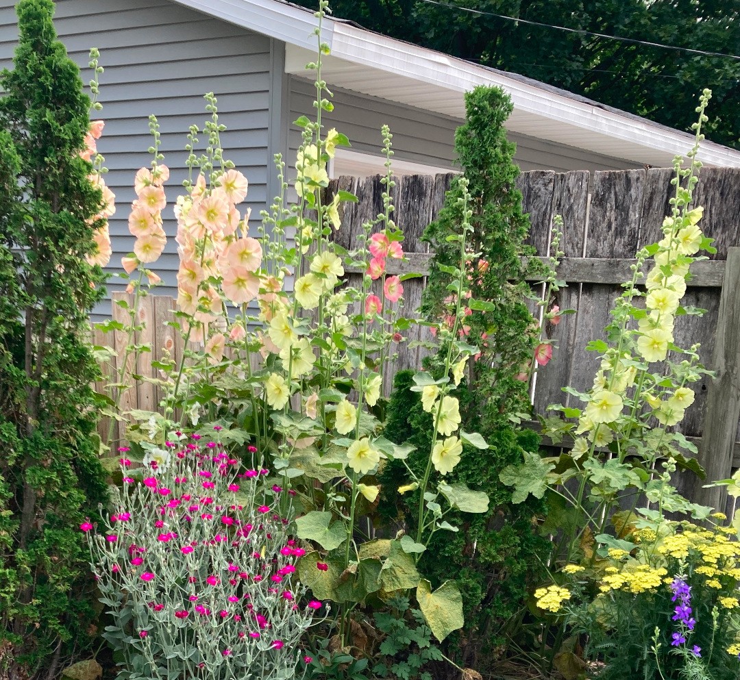 The Summer That Was in Indiana - Fine Gardening