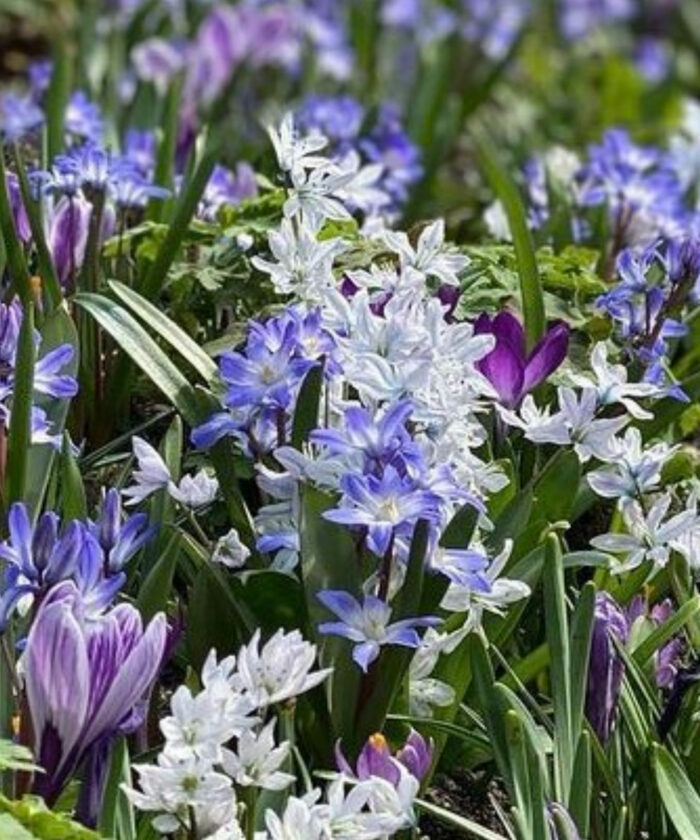 How to Plant Minor Bulbs for Major Impact - Fine Gardening