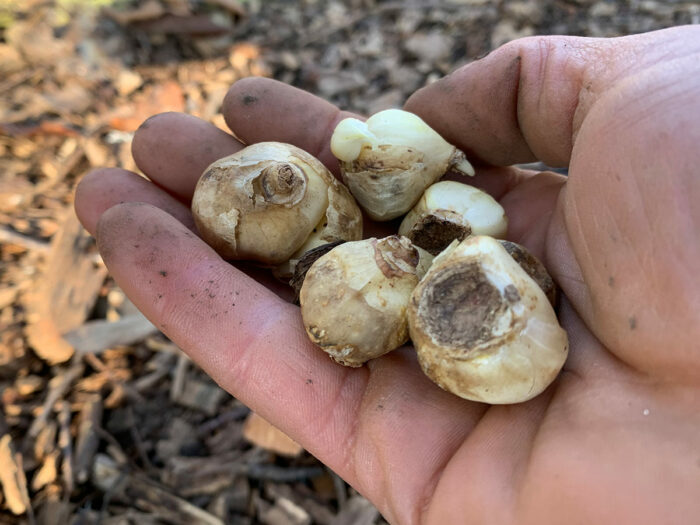 How to Plant Minor Bulbs for Major Impact - Fine Gardening