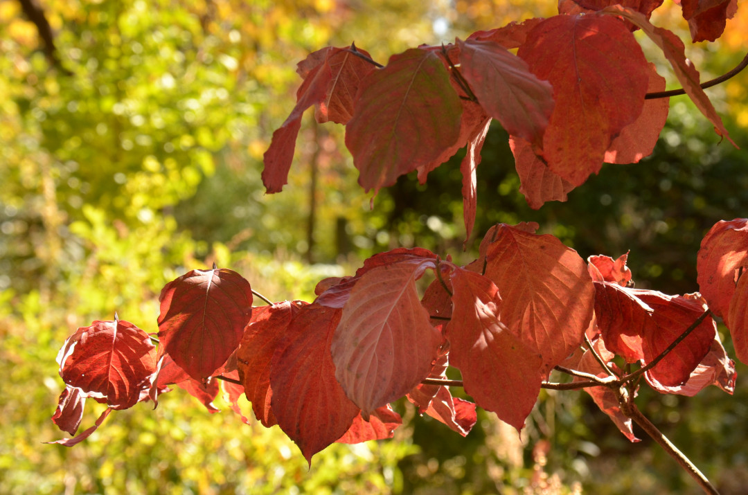 Fall in Carol’s Garden - Fine Gardening