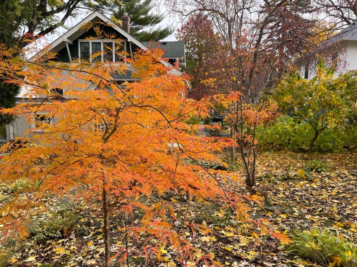 The Summer That Was at the 45th Parallel, Part 2 - Fine Gardening