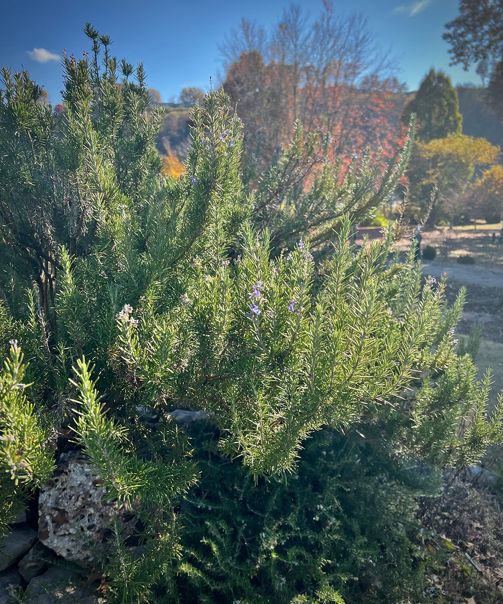 How to Grow Rosemary in the Southeast - Fine Gardening