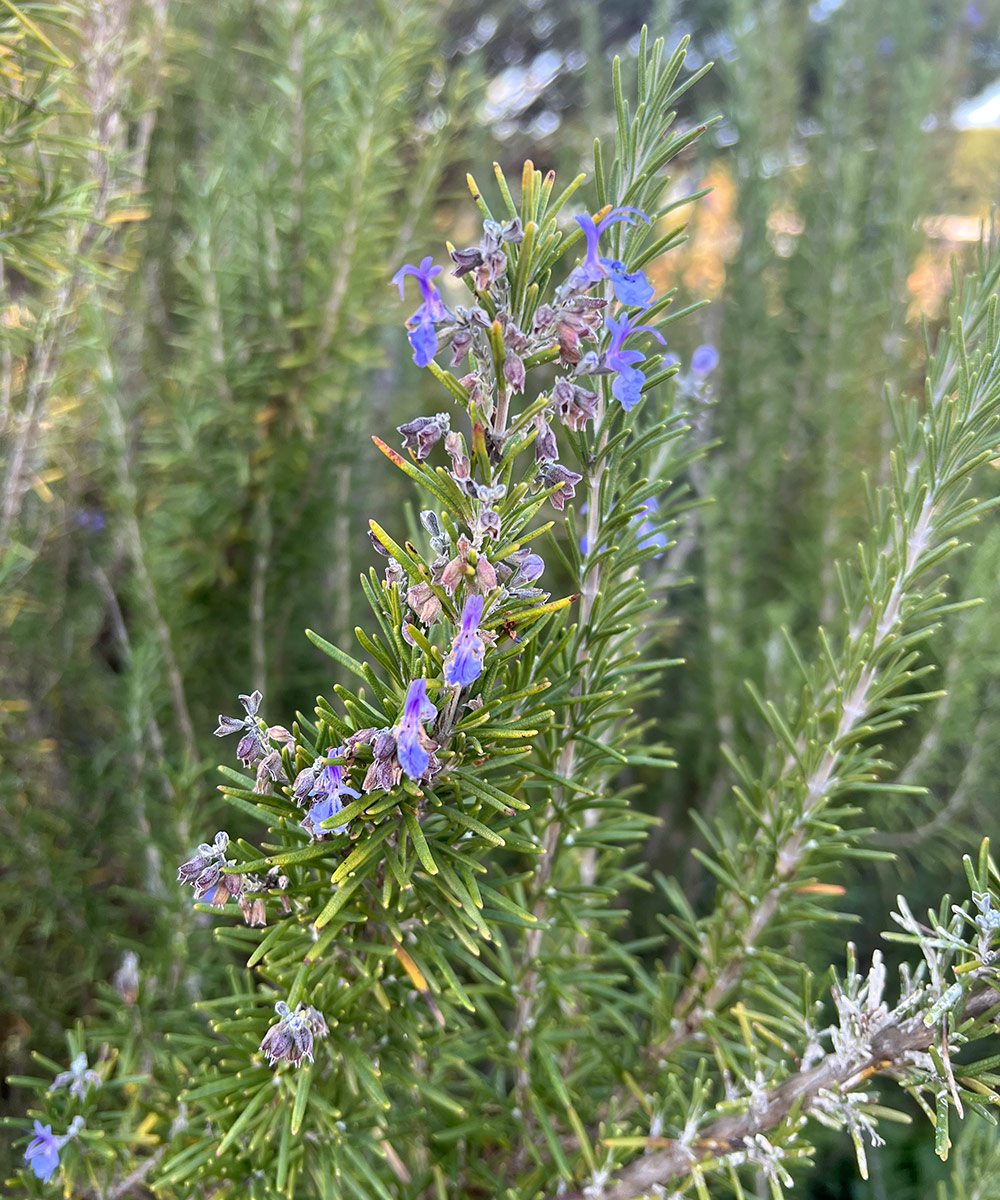 How to Grow Rosemary in the Southeast - Fine Gardening