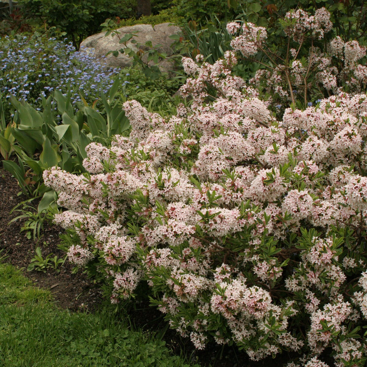 3 Hardy Broadleaf Evergreen Shrubs for the Mountain West - Fine Gardening
