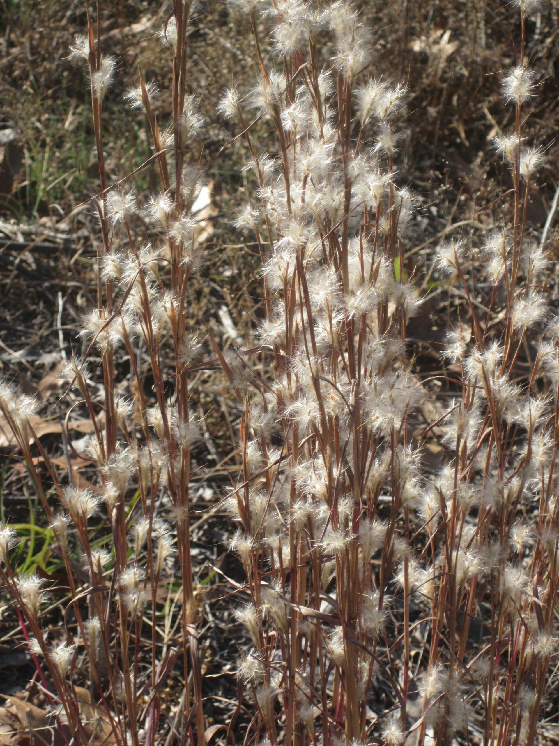 Episode 147: Great Native Grasses - Fine Gardening