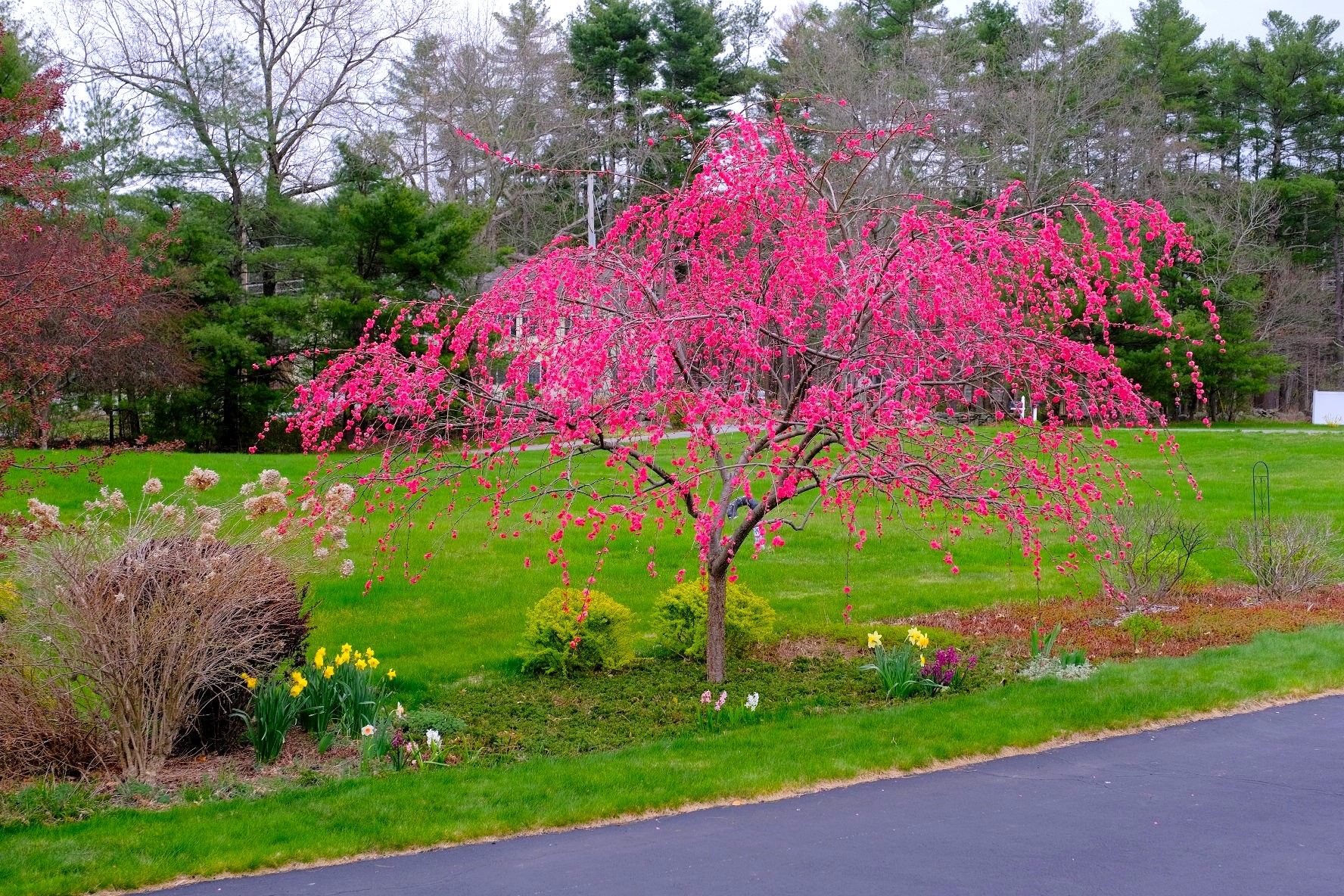 Flowering Trees in Tingshu’s Garden - Fine Gardening