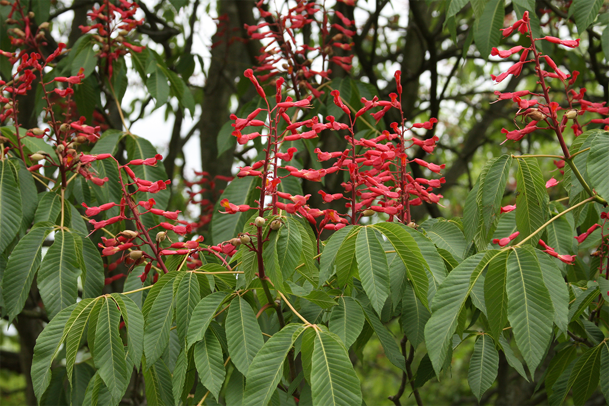 Episode 148: Wish List Plants - Fine Gardening