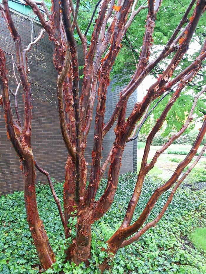 Paperbark Maple in Winter! - Fine Gardening