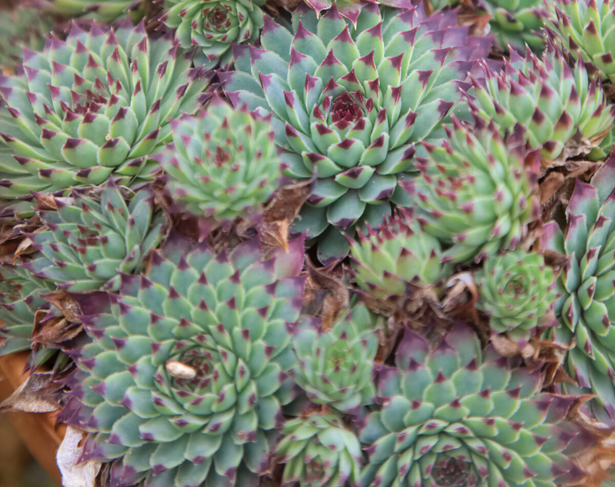 Cacti and Succulents for Cold Climates - Fine Gardening