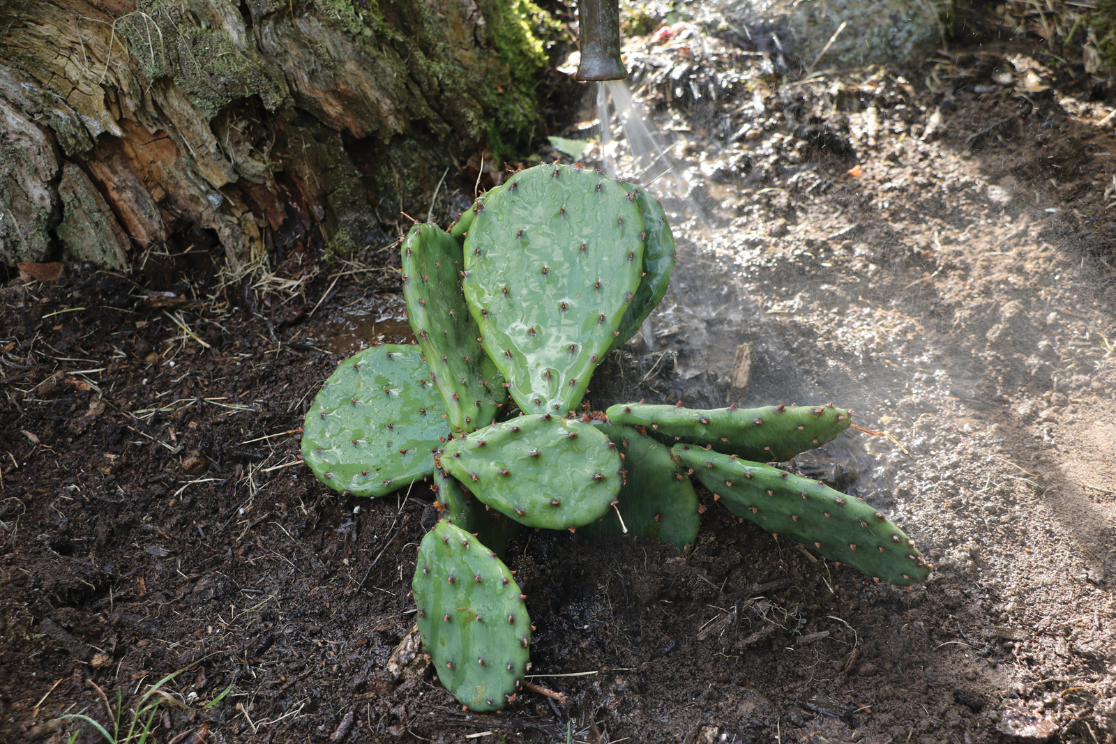 Tips for Growing Cacti and Succulents in Cold Zones - Fine Gardening