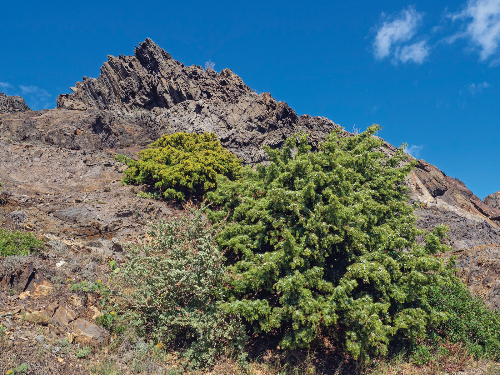 9 Special Junipers with Unique Forms for the Garden - Fine Gardening