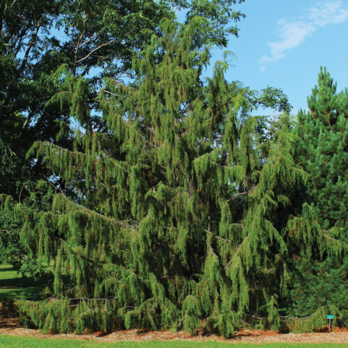 9 Special Junipers with Unique Forms for the Garden - Fine Gardening