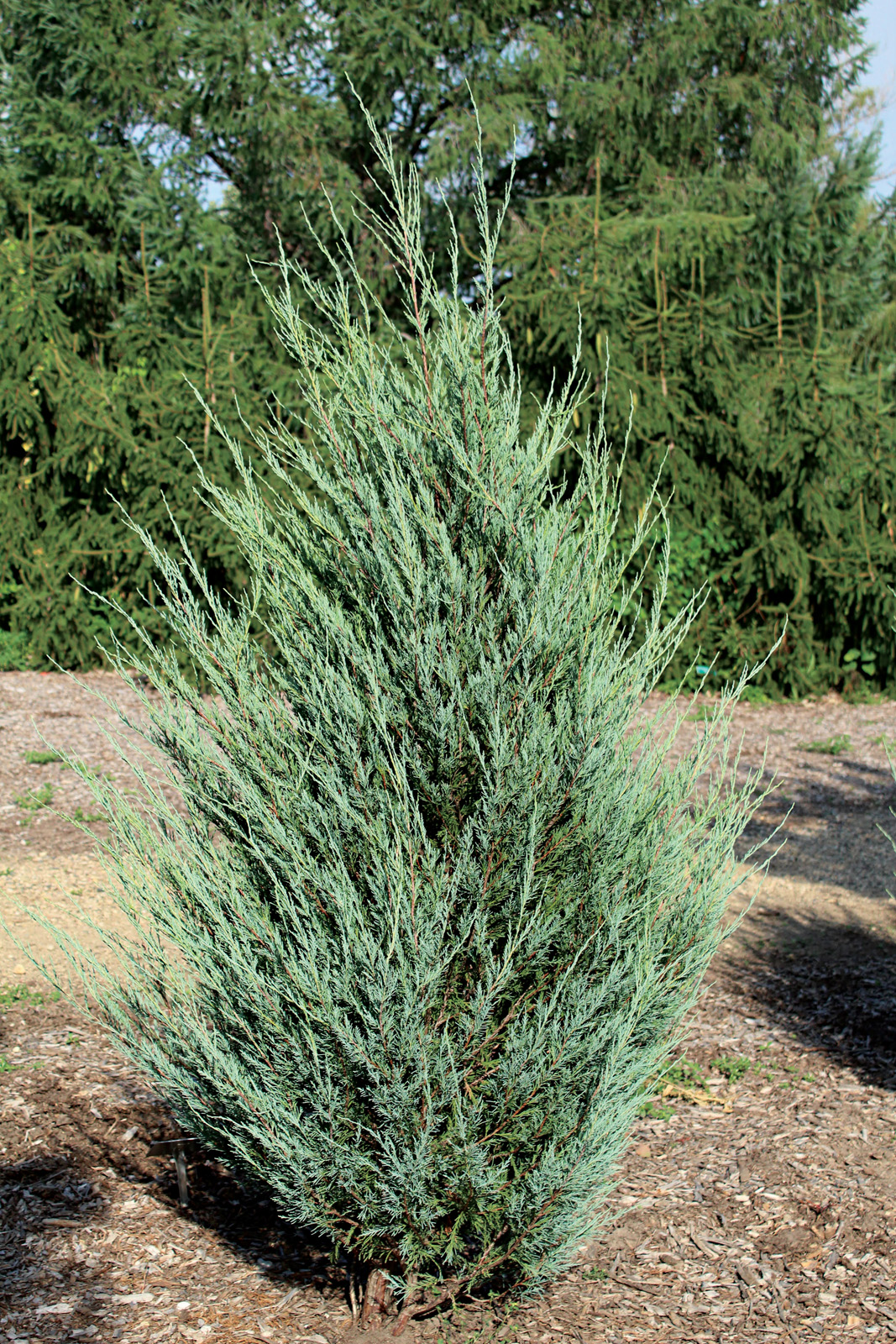 9 Special Junipers with Unique Forms for the Garden - Fine Gardening