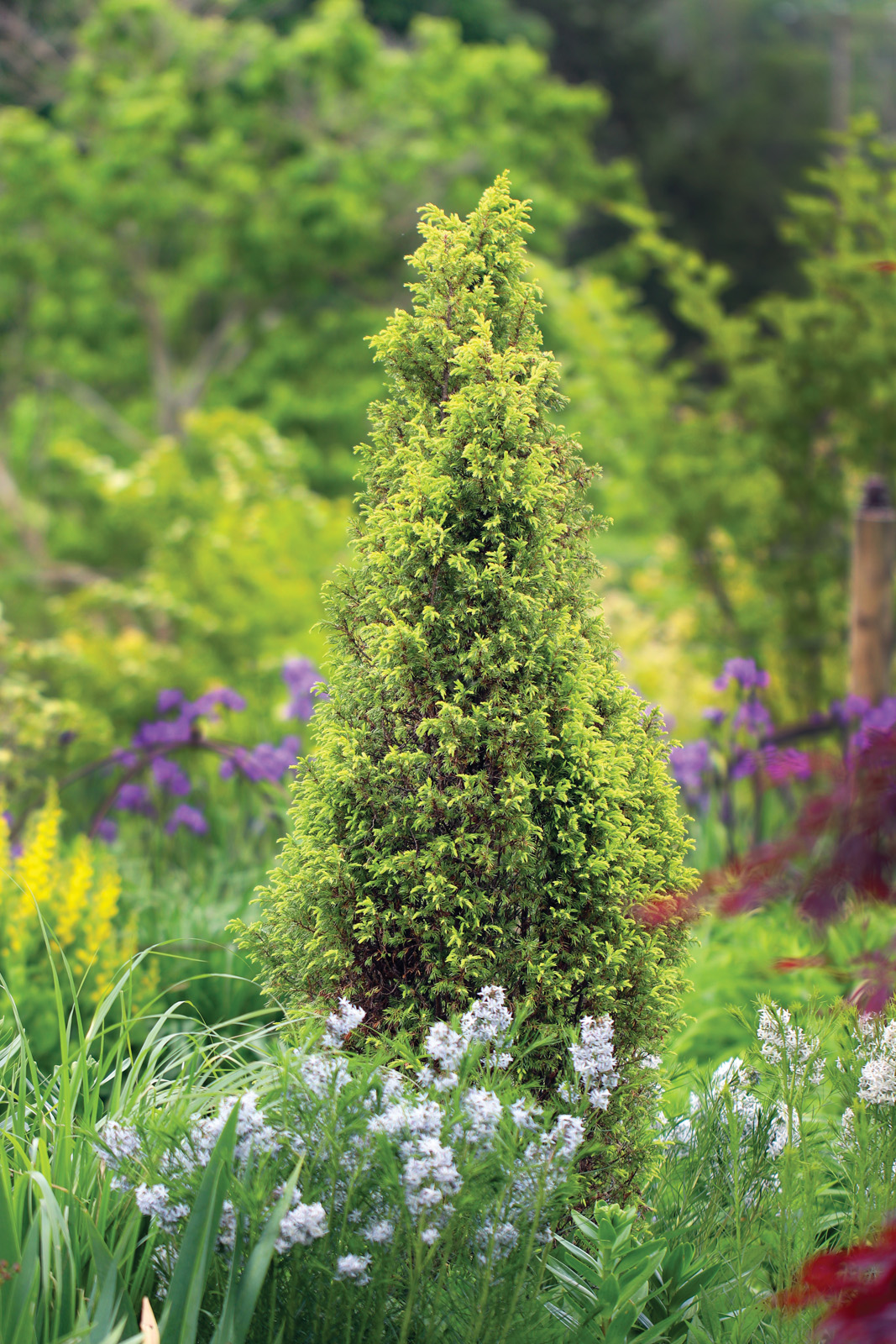 9 Special Junipers with Unique Forms for the Garden - Fine Gardening