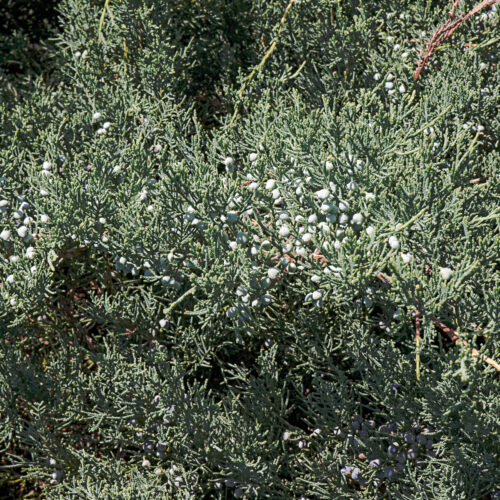 9 Special Junipers with Unique Forms for the Garden - Fine Gardening