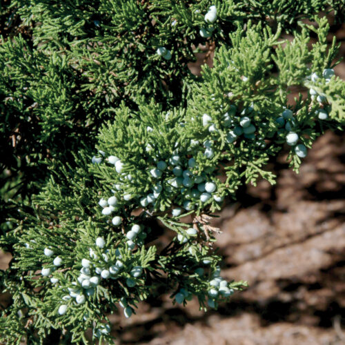 9 Special Junipers with Unique Forms for the Garden - Fine Gardening