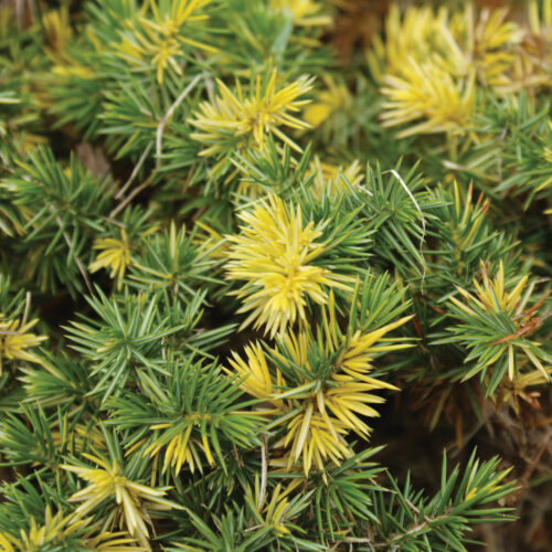 9 Special Junipers with Unique Forms for the Garden - Fine Gardening