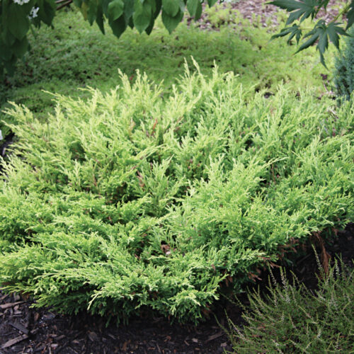9 Special Junipers with Unique Forms for the Garden - Fine Gardening