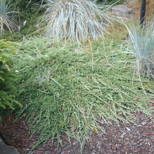 9 Special Junipers with Unique Forms for the Garden - Fine Gardening