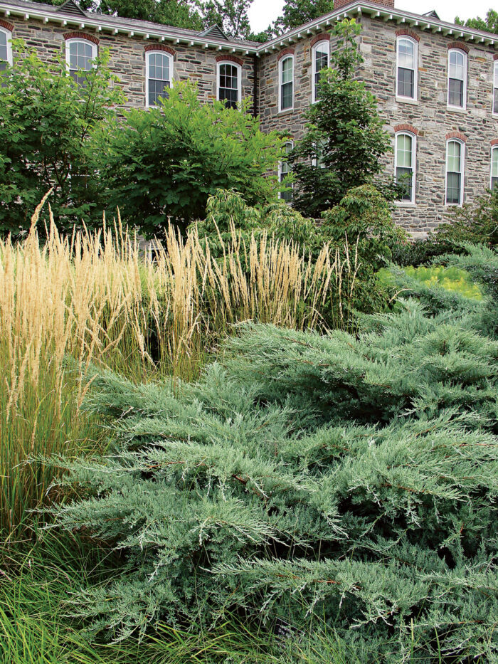 9 Special Junipers with Unique Forms for the Garden - Fine Gardening