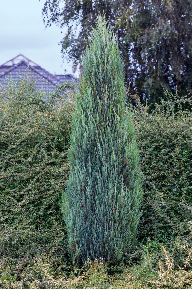9 Special Junipers with Unique Forms for the Garden - Fine Gardening