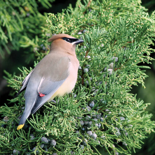 9 Special Junipers with Unique Forms for the Garden - Fine Gardening