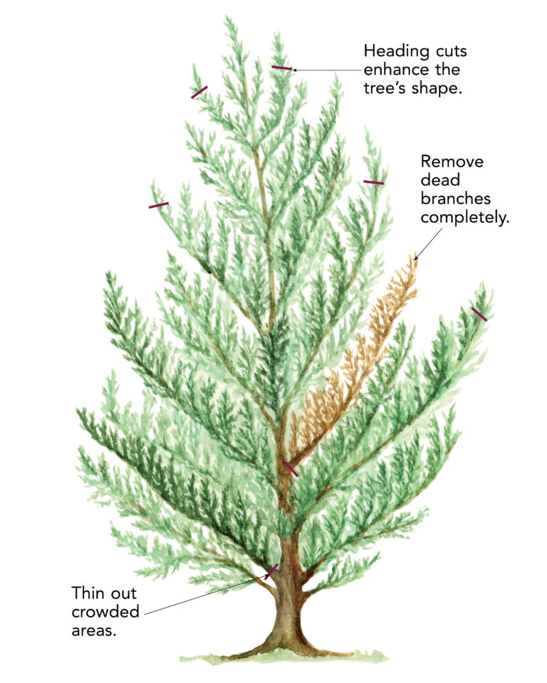 9 Special Junipers with Unique Forms for the Garden - Fine Gardening
