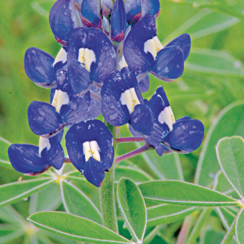 How to Use the Science of Plant Survival Strategies for a Healthier ...