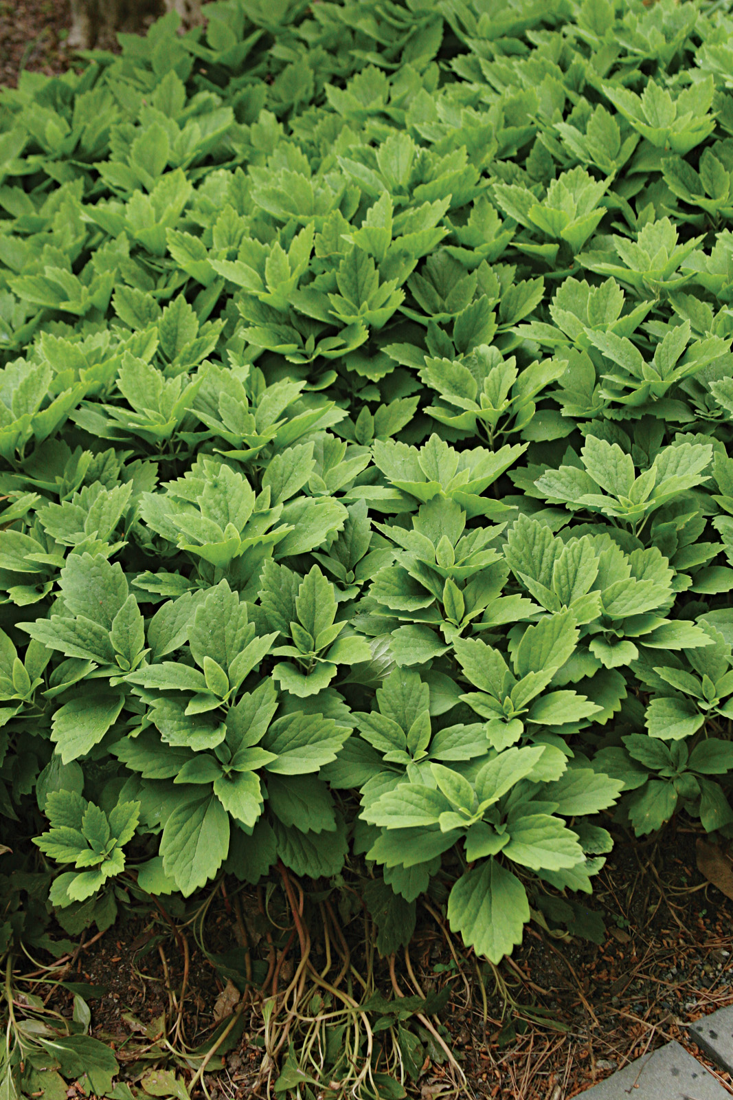 Evergreen Perennials for the Southeast - Fine Gardening