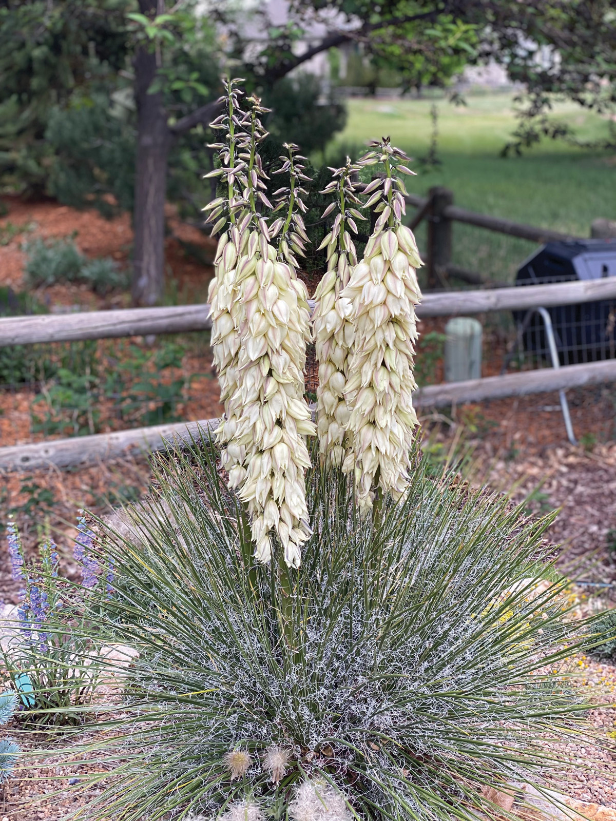 Evergreen Perennials for the Mountain West - Fine Gardening