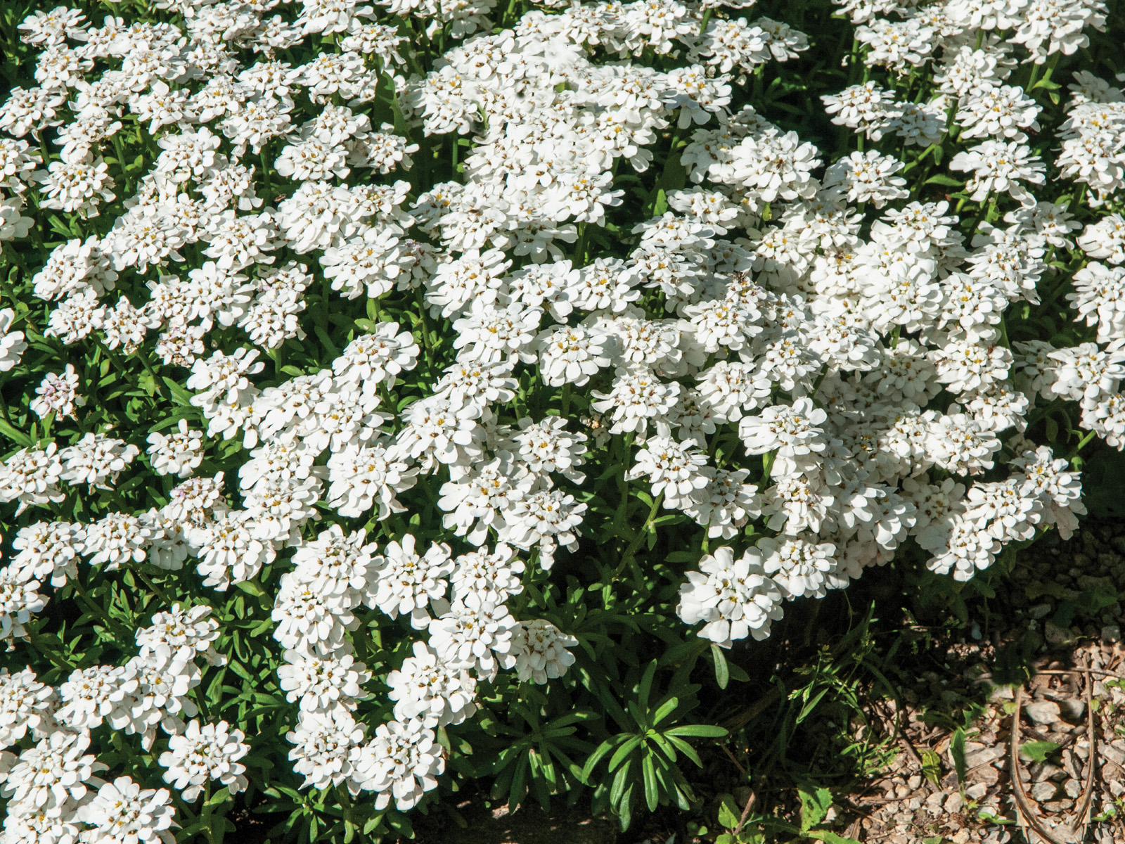 Evergreen Perennials for the Mountain West - Fine Gardening