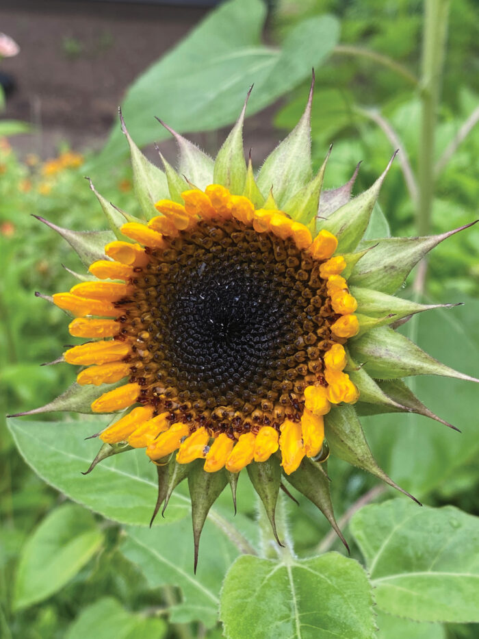 Jazz Up Your Garden with Annuals You Can Easily Grow from Seed - Fine ...